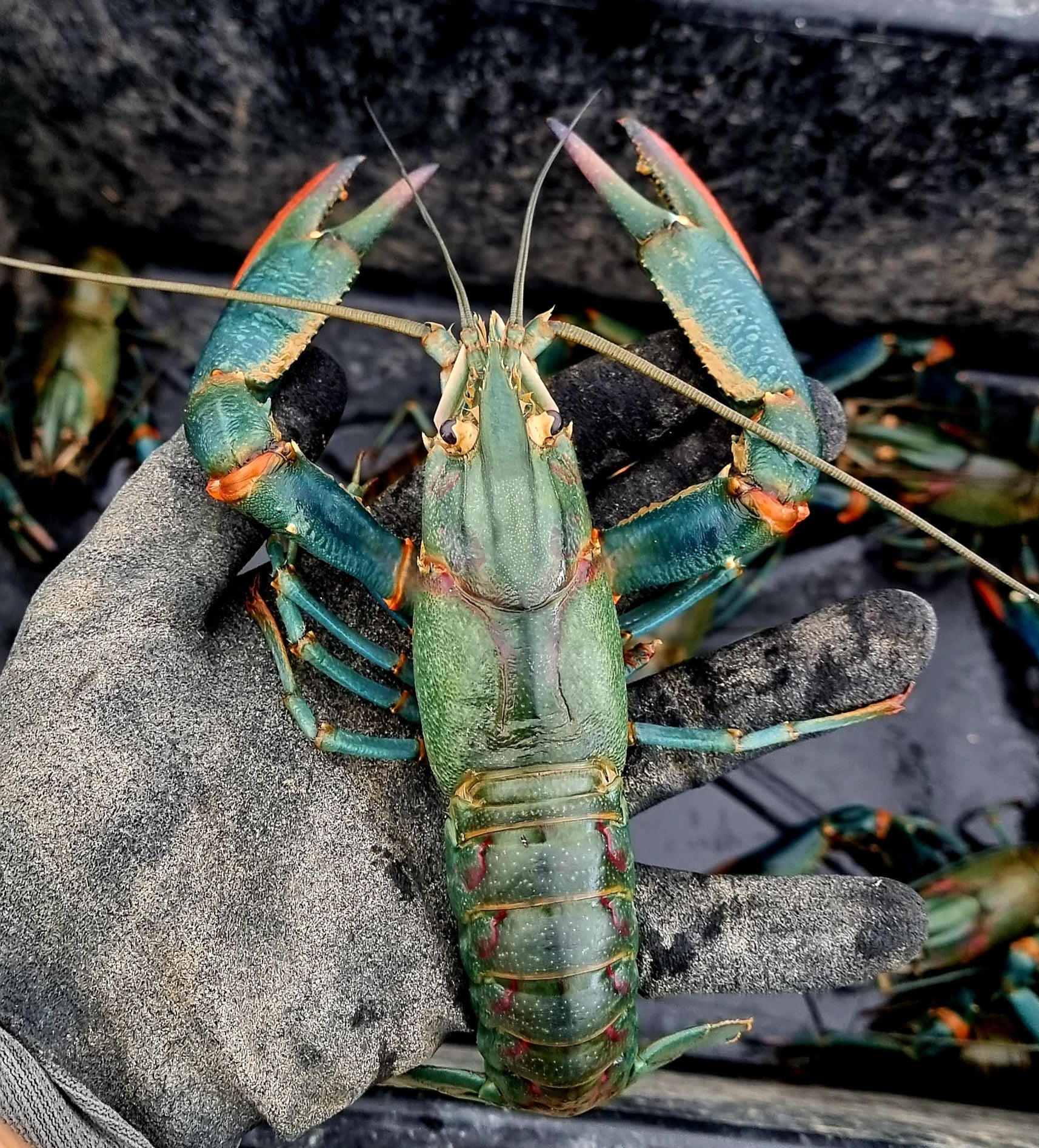 Live redclaw - Large | Australian Sweetwater Crays