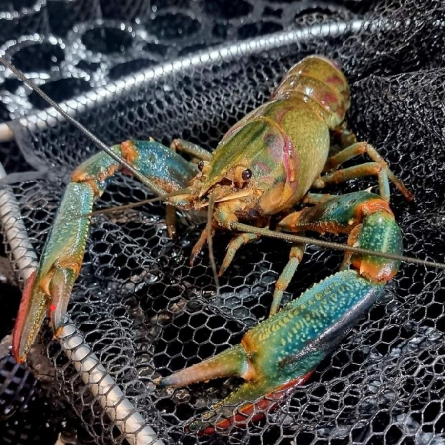Jumbo Live Redclaw 160g+ | Australian Sweetwater Crays