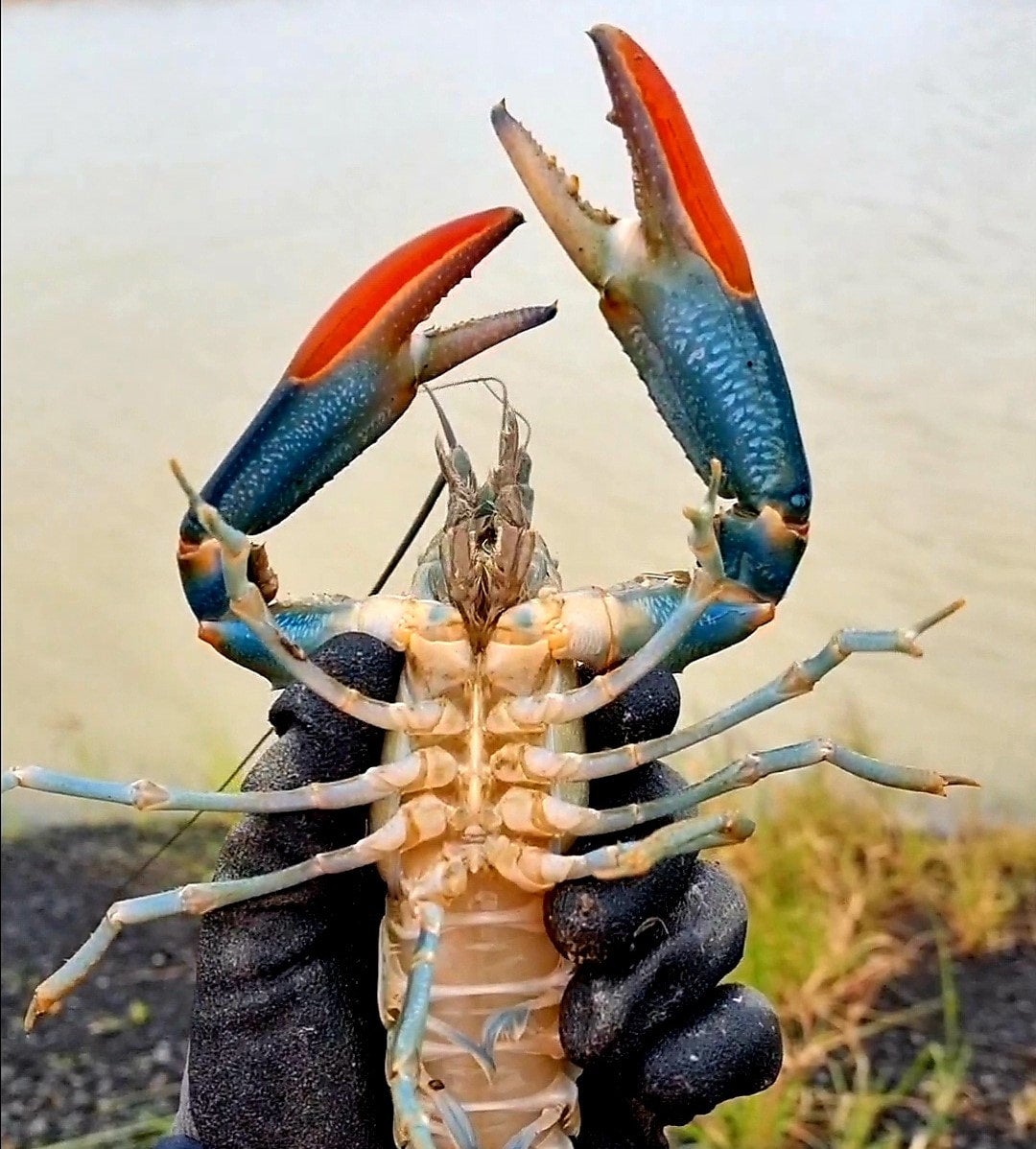 Live redclaw - XL | Australian Sweetwater Crays